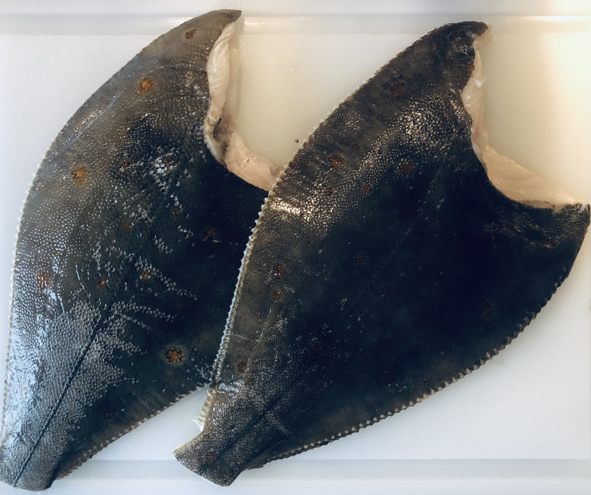 Scholle mit Queller und Stampfkartoffeln Willkommen auf FressFreunde.de